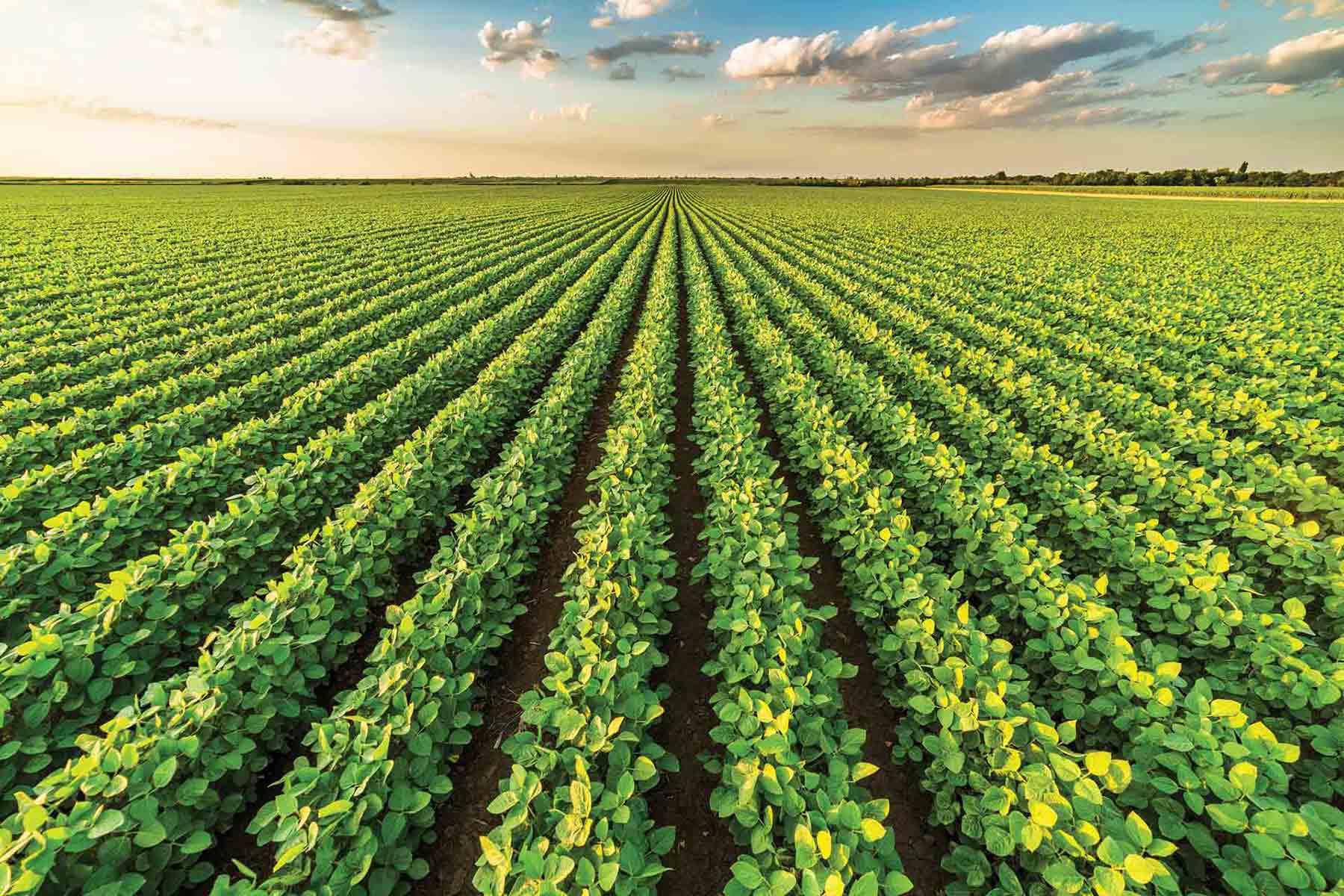 The Complete Farmer's Guide to Humics, Humic Acid, and Fulvic Acid ...