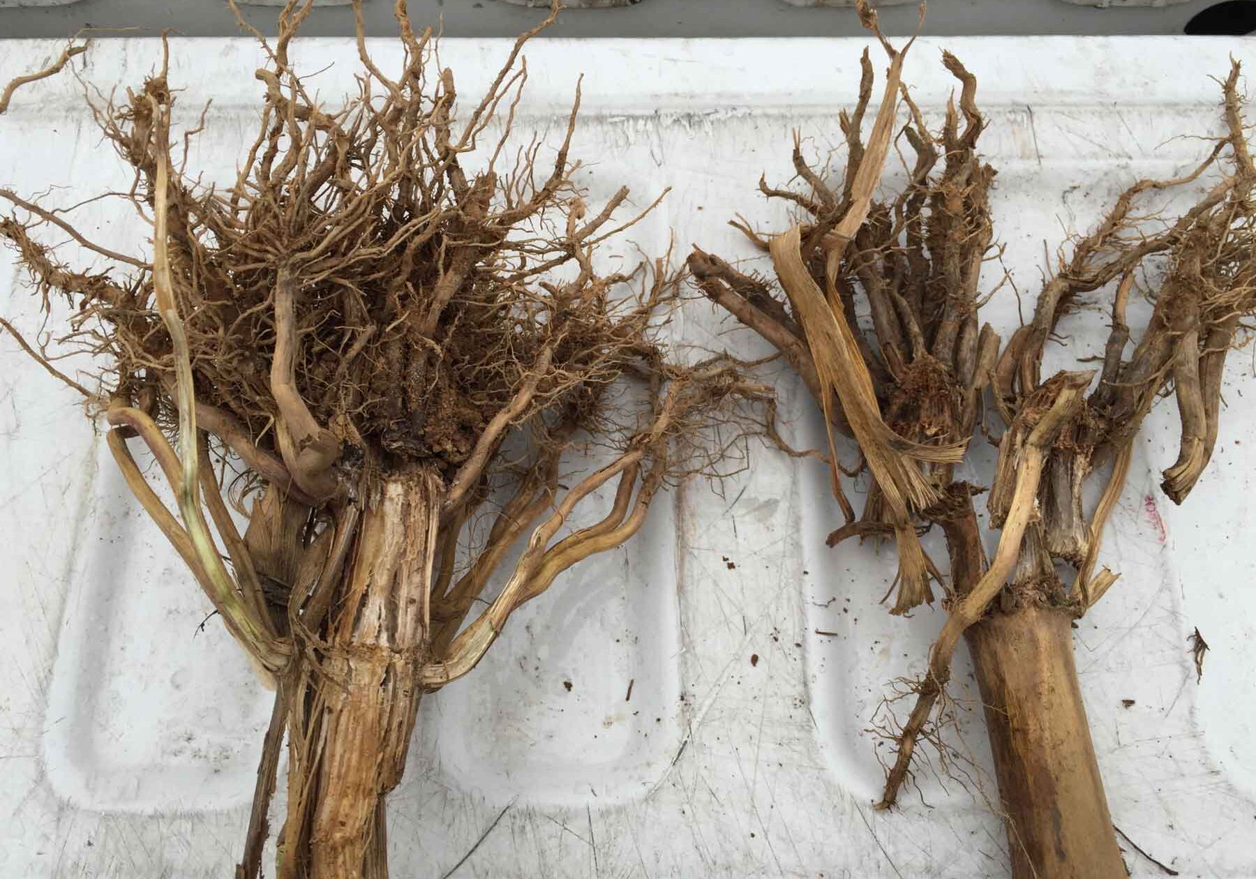 Monty's Plant Food | Healthier Soil. Healthier Plants. Higher Yields.